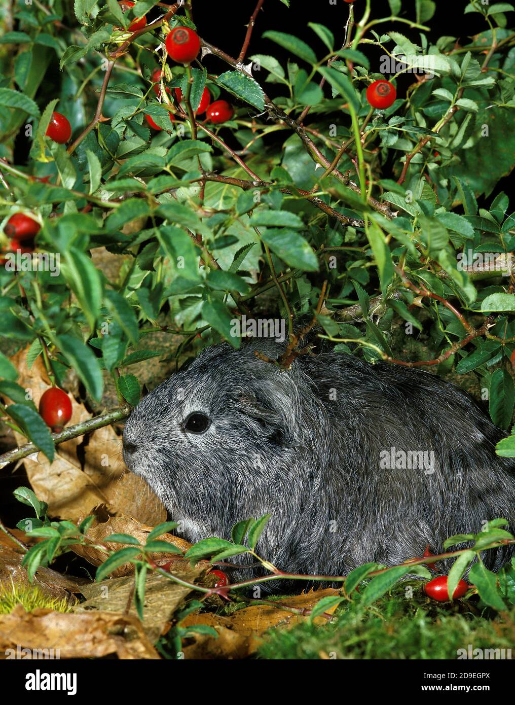 GUINEA PIG cavia porcellus Stock Photo - Alamy