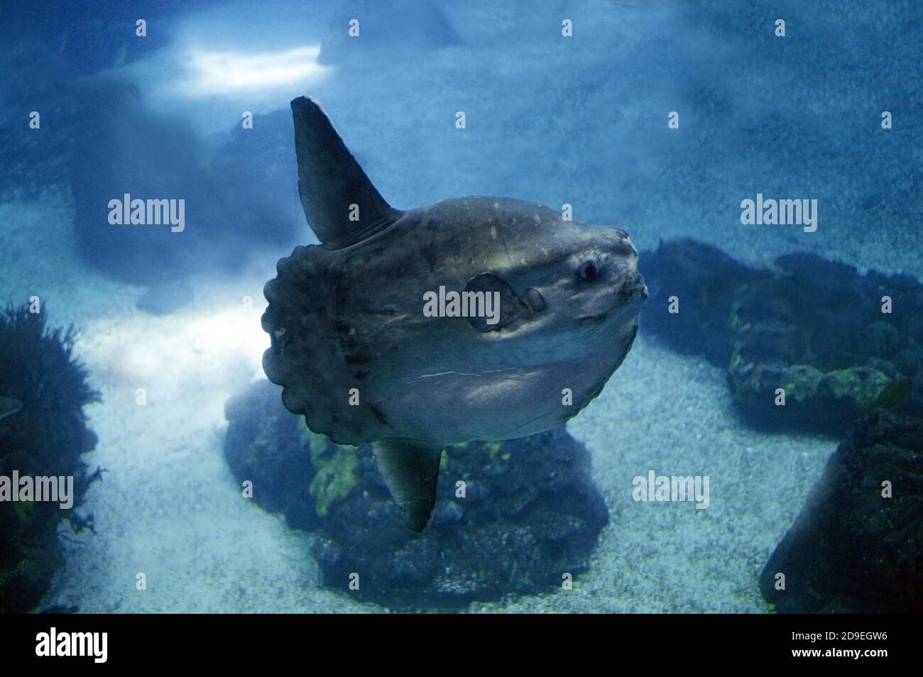 SUNFISH mola mola, CALIFORNIA Stock Photo - Alamy