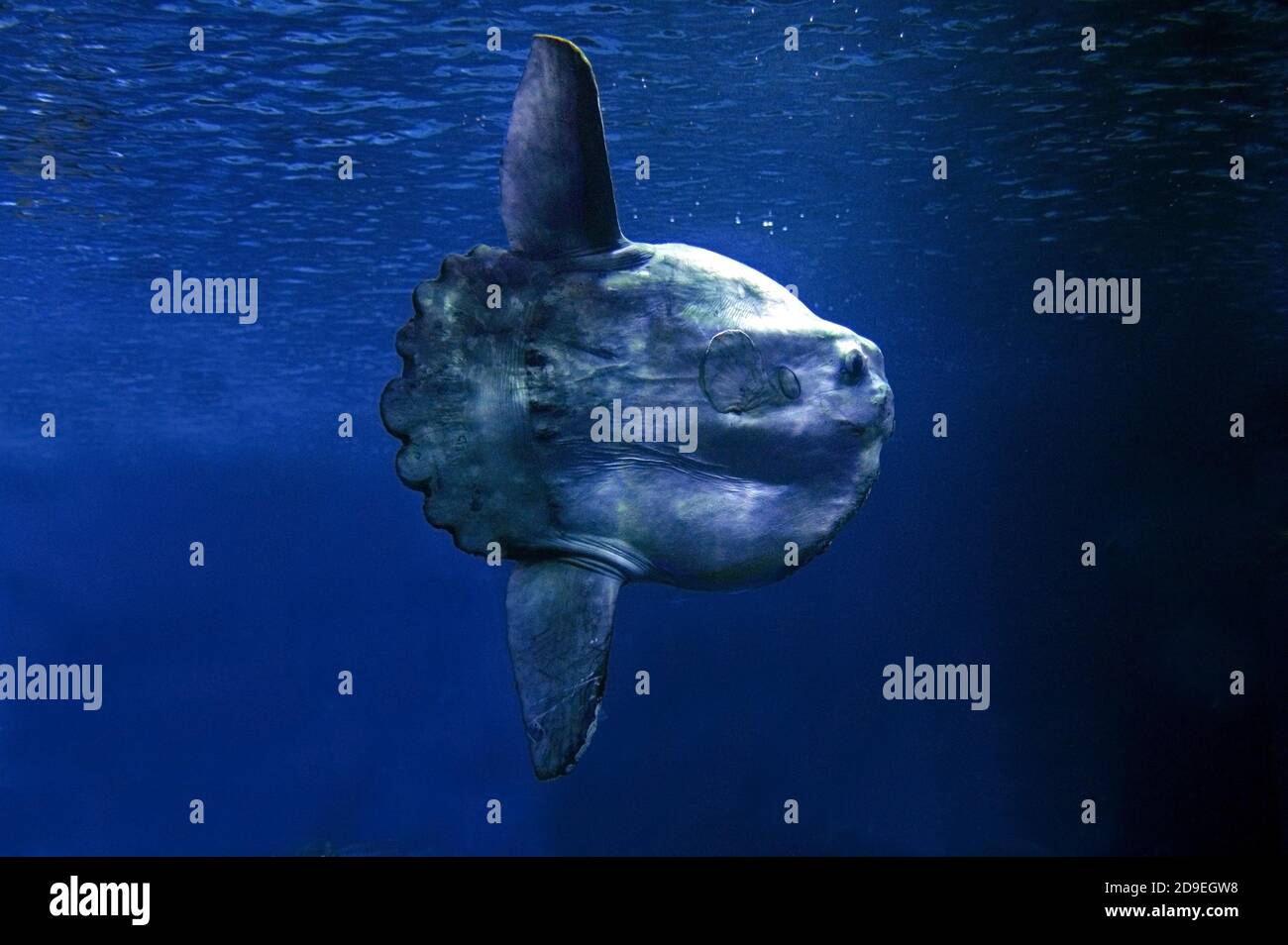 SUNFISH mola mola, CALIFORNIA Stock Photo - Alamy