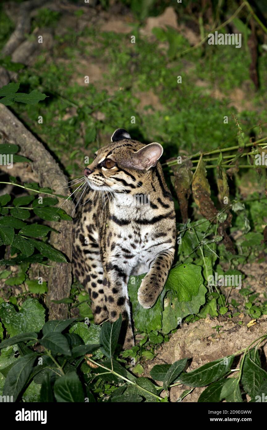 MARGAY CAT leopardus wiedi, ADULT Stock Photo - Alamy