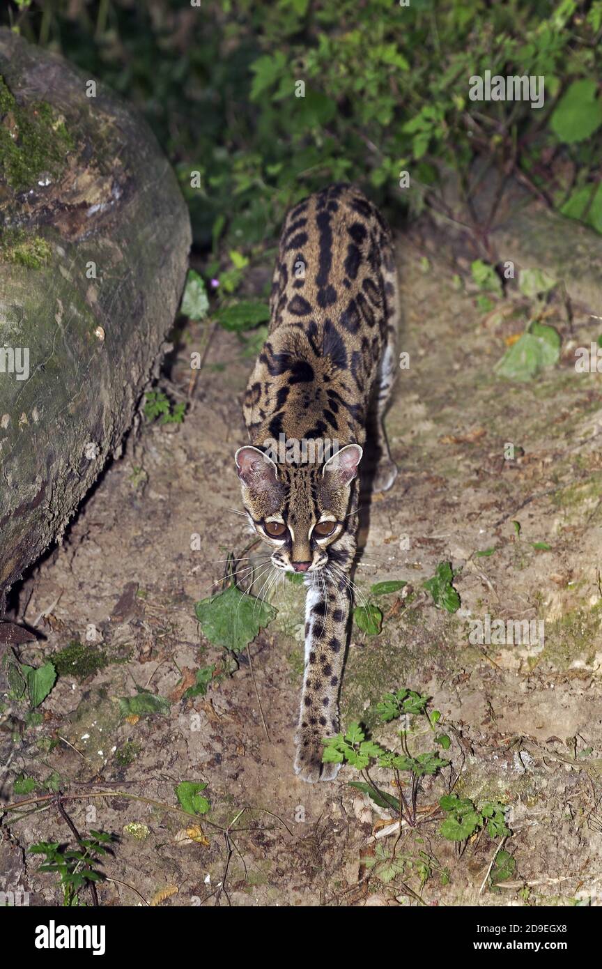 MARGAY CAT leopardus wiedi, ADULT Stock Photo - Alamy