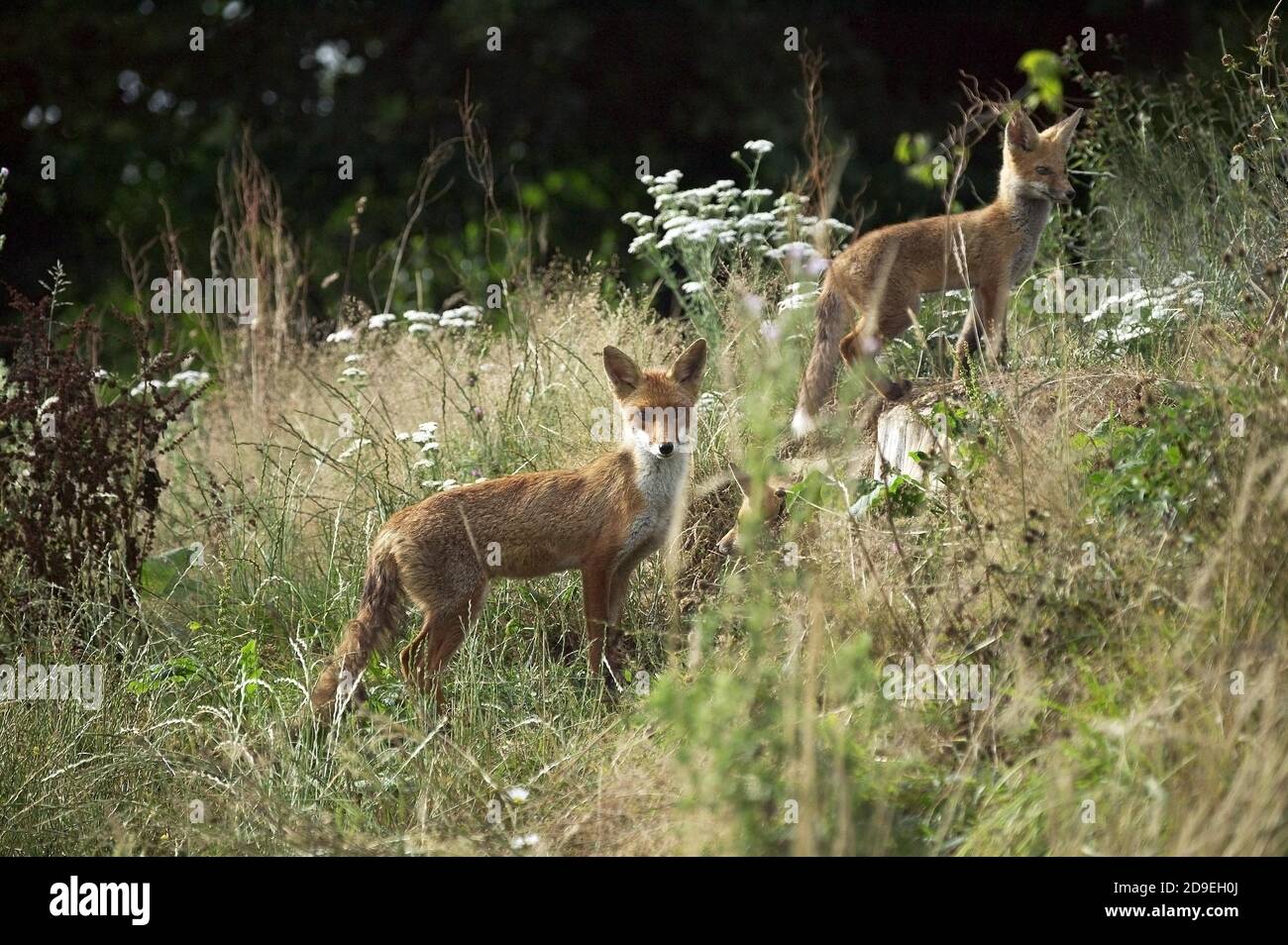 RED FOX vulpes vulpes, ADULTS STANDING IN LONG GRASS, NORMANDY IN FRANCE Stock Photo - Alamy