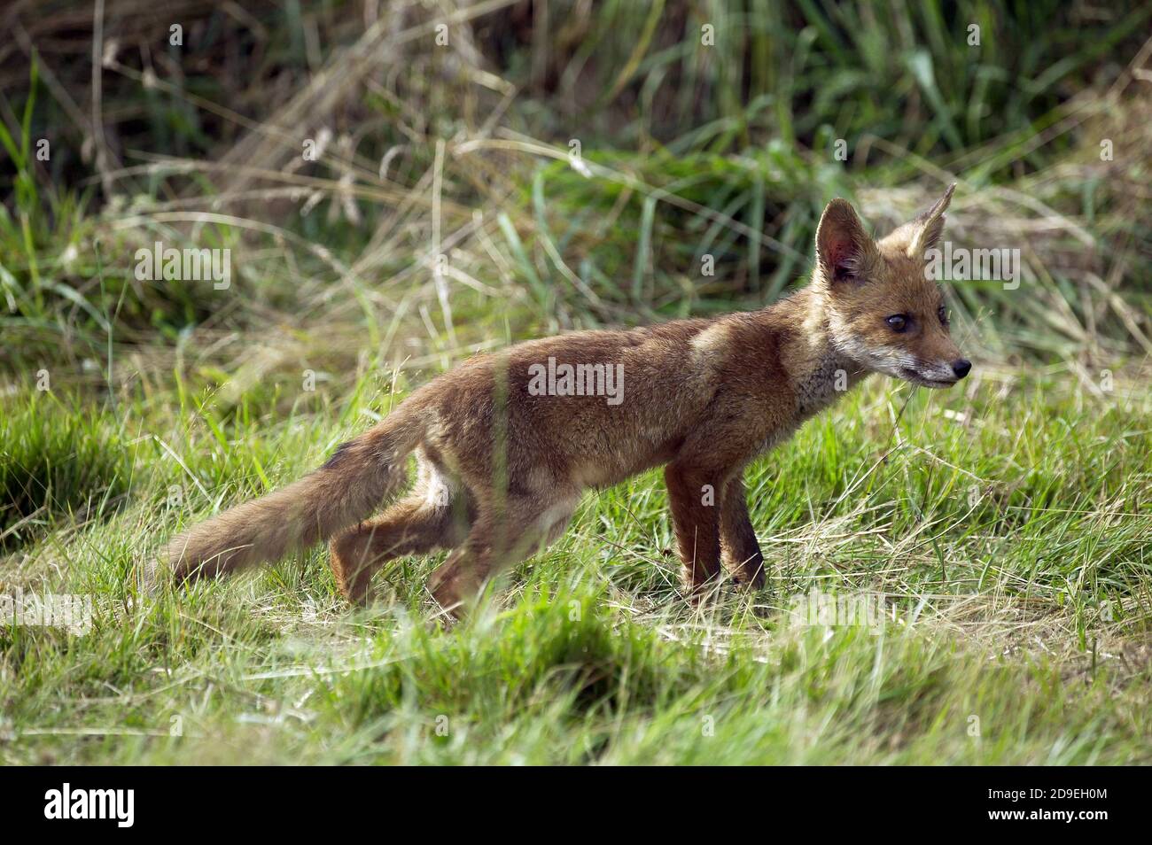 RED FOX vulpes vulpes, YOUNG ON GRASS, NORMANDY IN FRANCE Stock Photo - Alamy