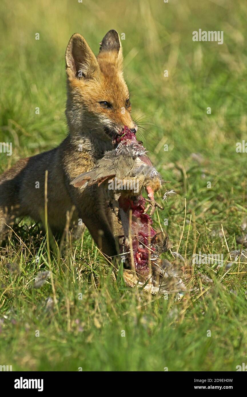 RED FOX vulpes vulpes, ADULT FEEDING ON A PARTRIDGE, NORMANDY IN FRANCE ...