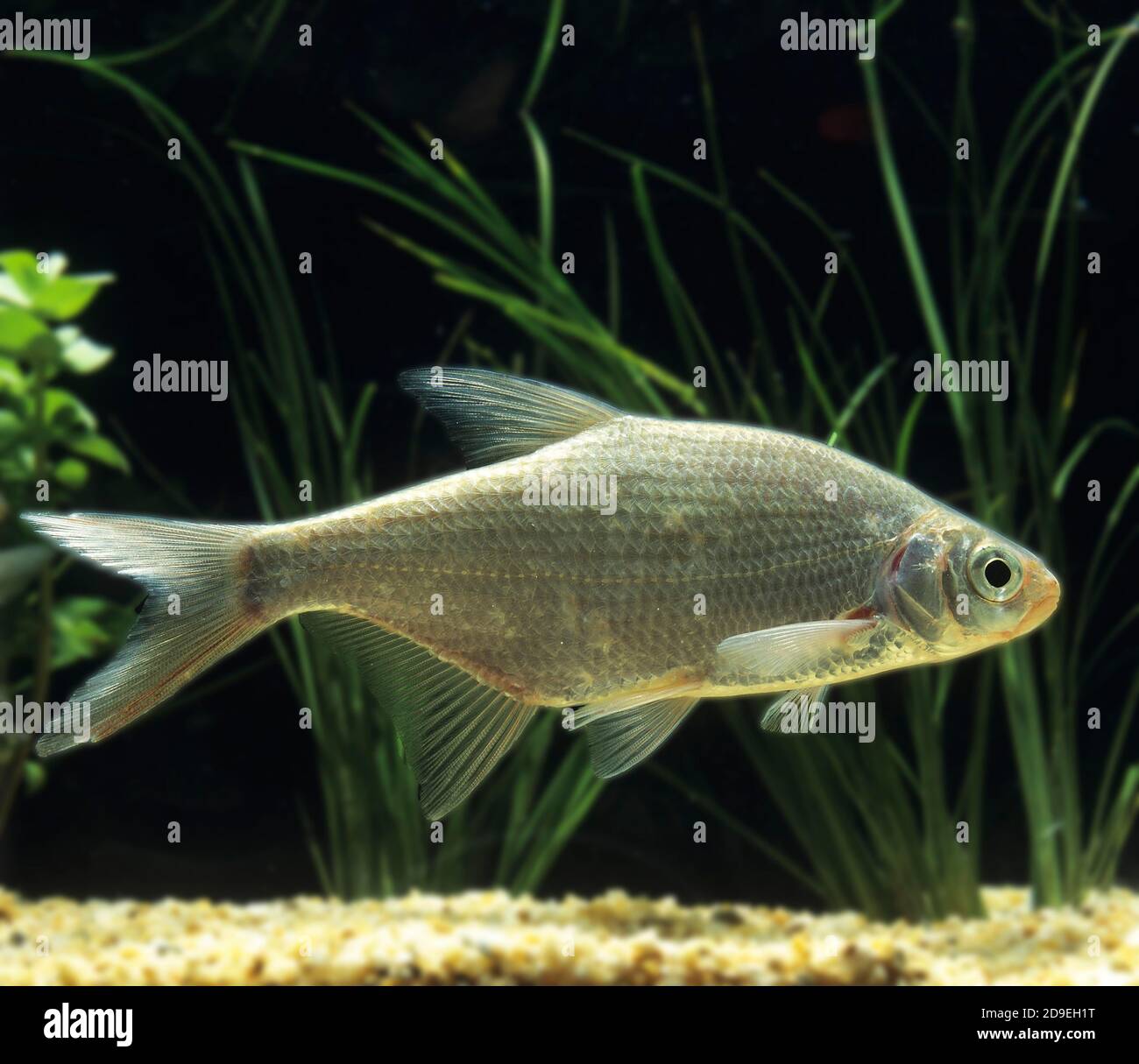 SILVER BREAM blicca bjoerkna Stock Photo - Alamy