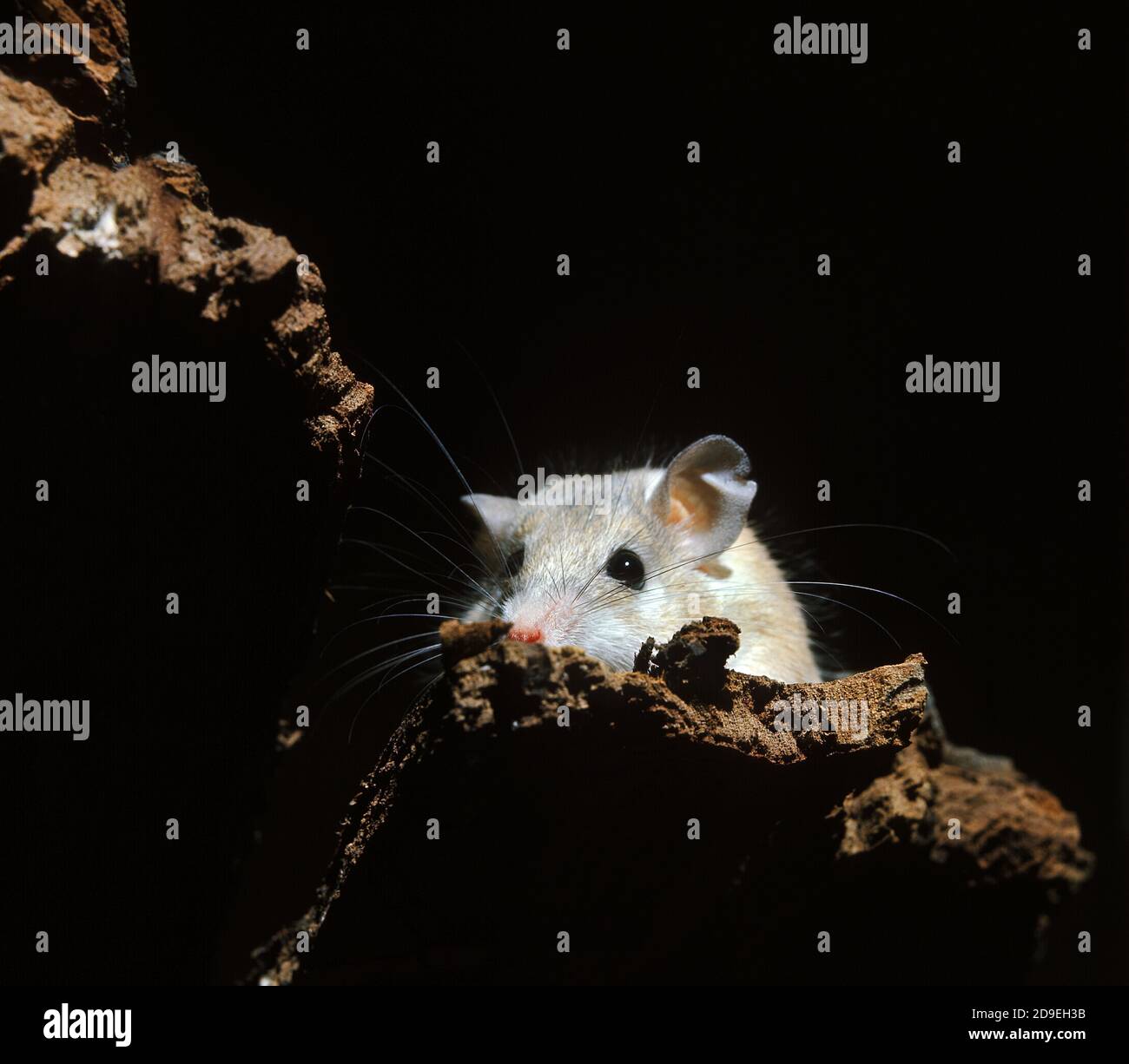 SPINY MICE acomys dimidiatus Stock Photo - Alamy