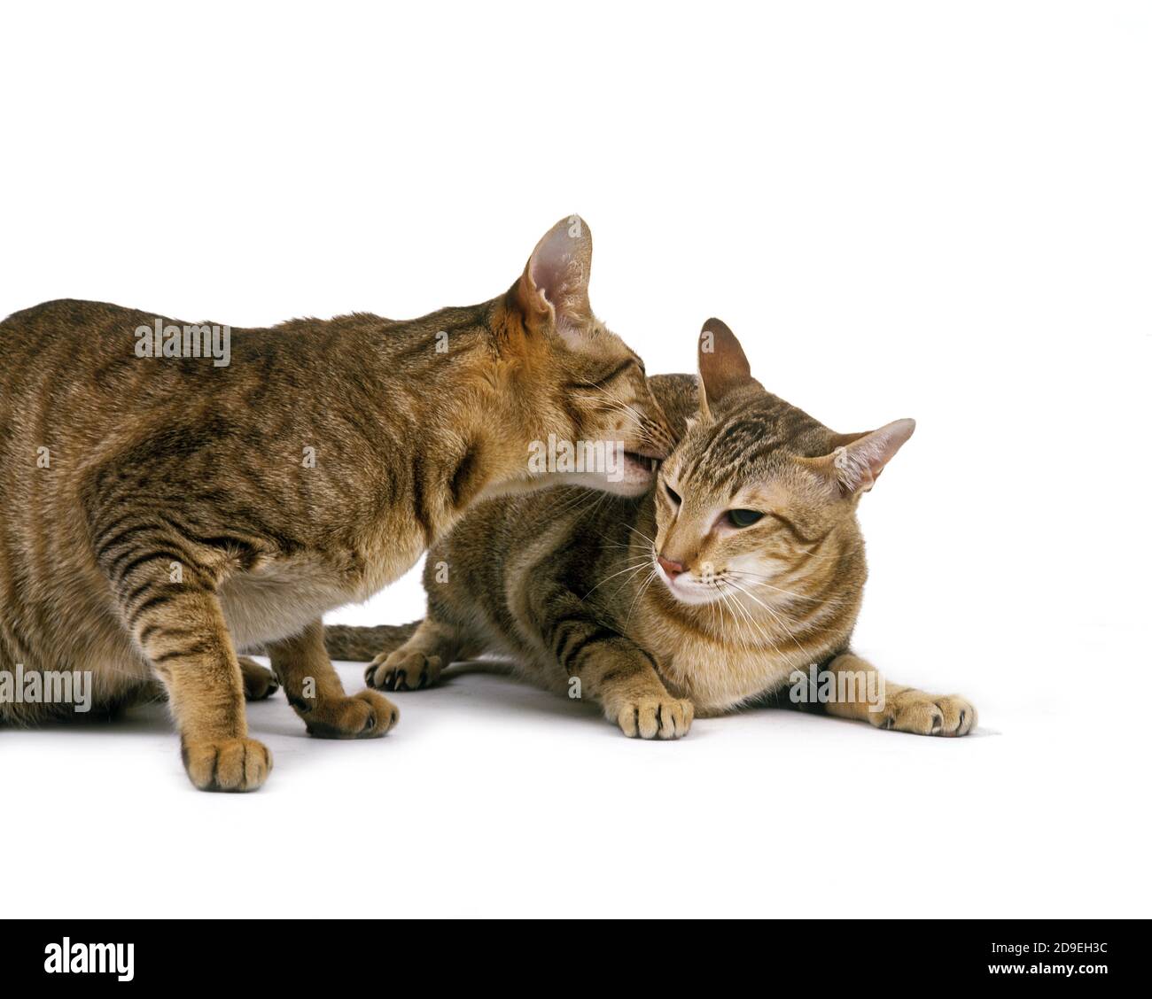 BROWN TABBY ORIENTAL DOMESTIC CAT, PAIR SHOWING DOMINANCE AND ...