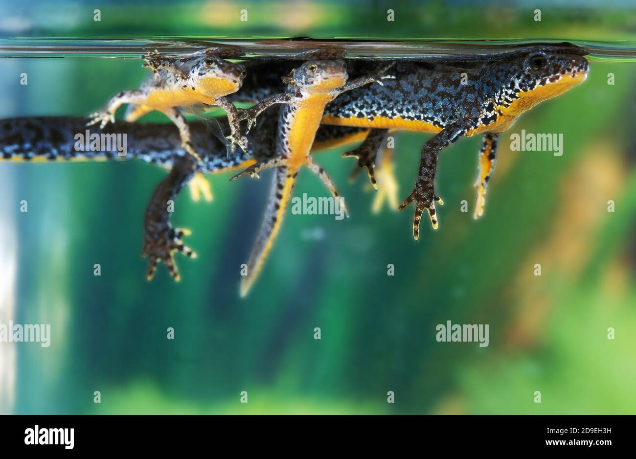 Baby newt hi-res stock photography and images - Alamy