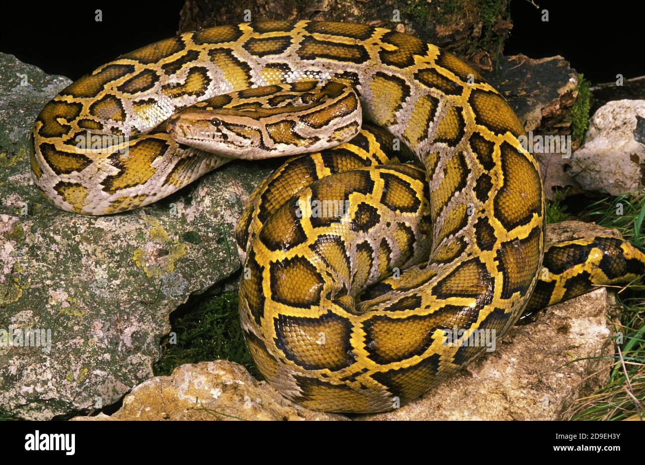 INDIAN PYTHON python molurus Stock Photo - Alamy INDIAN PYTHON python molurus Stock Photo - Alamy