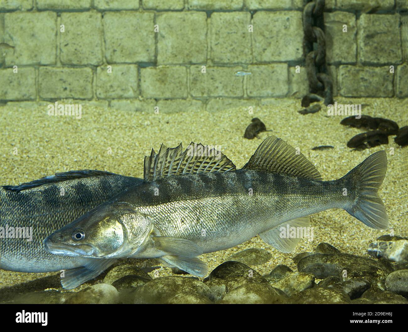 Fish Zander Animal Animals Fish High Resolution Stock Photography and ...