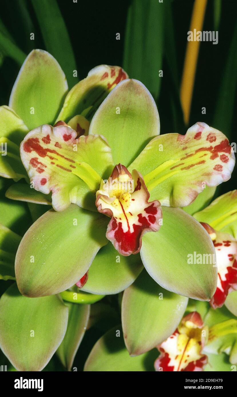 Cymbidium sp hi-res stock photography and images - Alamy