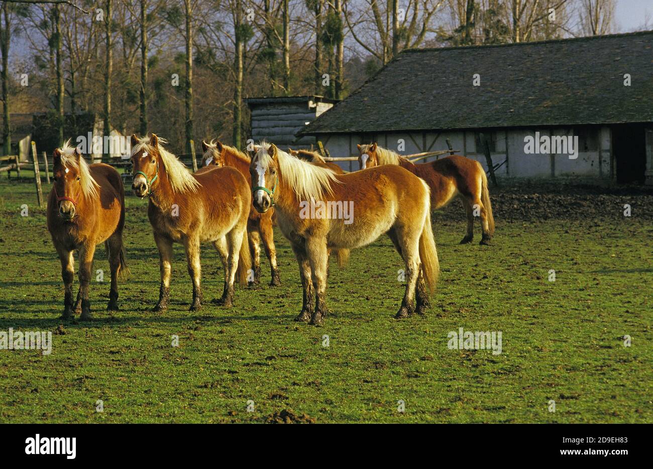 HAFLINGER PONY, HERD ON GRASS Stock Photo - Alamy