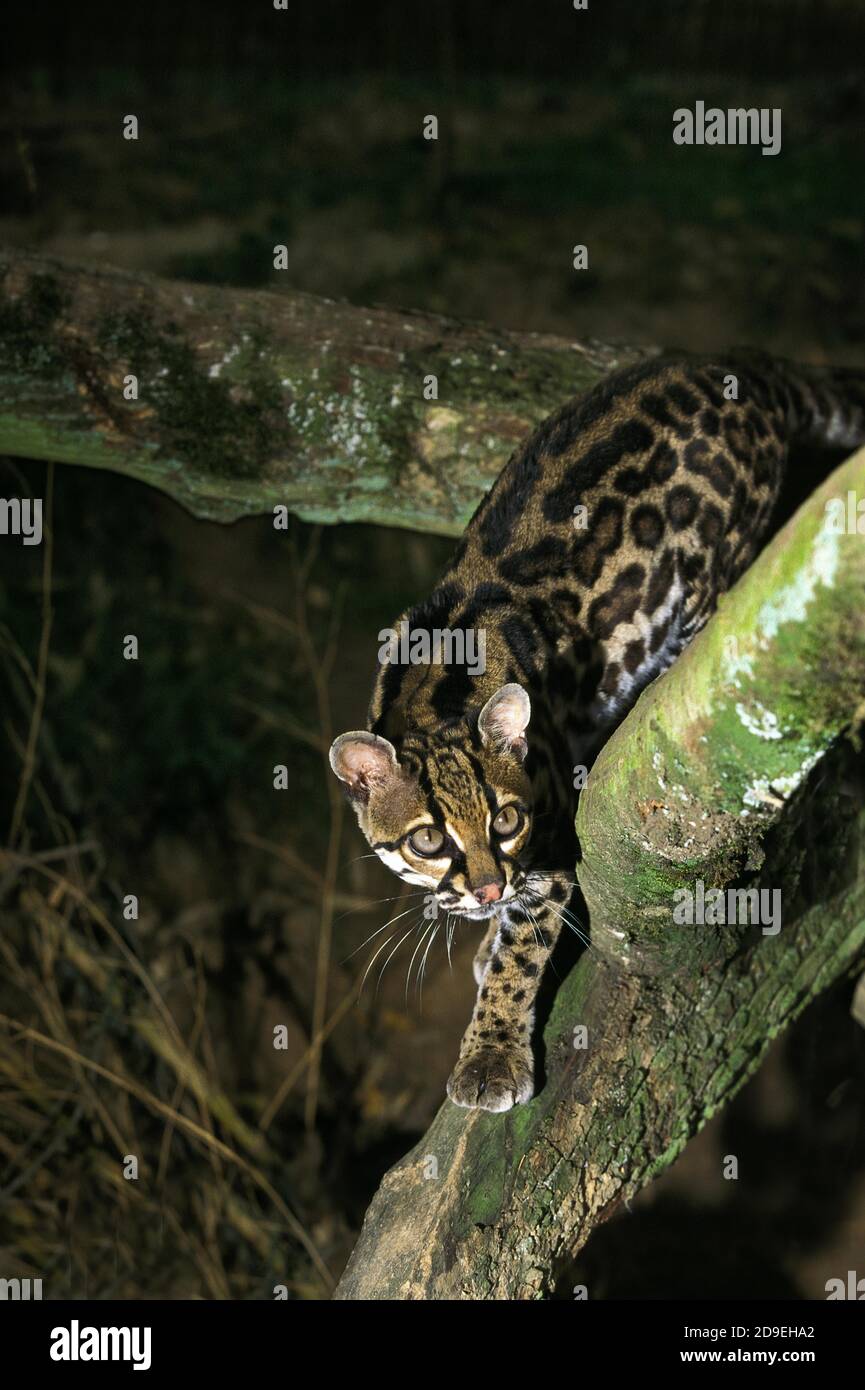 Margay cat leopardus wiedi hi-res stock photography and images - Alamy