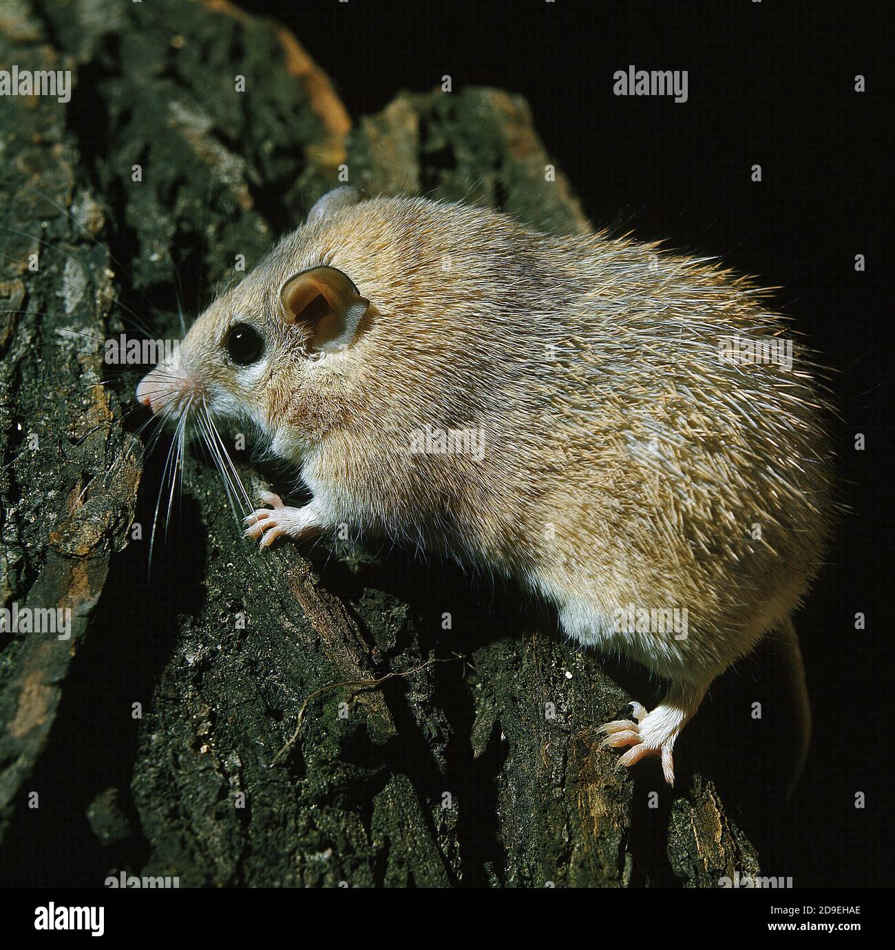 SPINY MICE acomys dimidiatus Stock Photo - Alamy