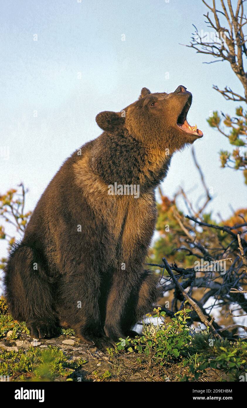 GRIZZLY BEAR ursus arctos horribilis, ADULT THREATENING WITH OPEN MOUTH, ALASKA Stock Photo - Alamy
