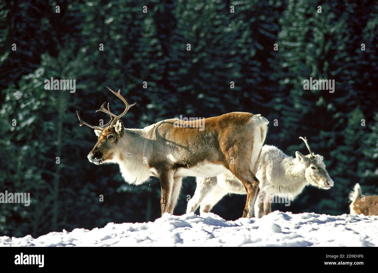 REINDEER rangifer tarandus, ADULTS STANDING ON SNOW Stock Photo - Alamy