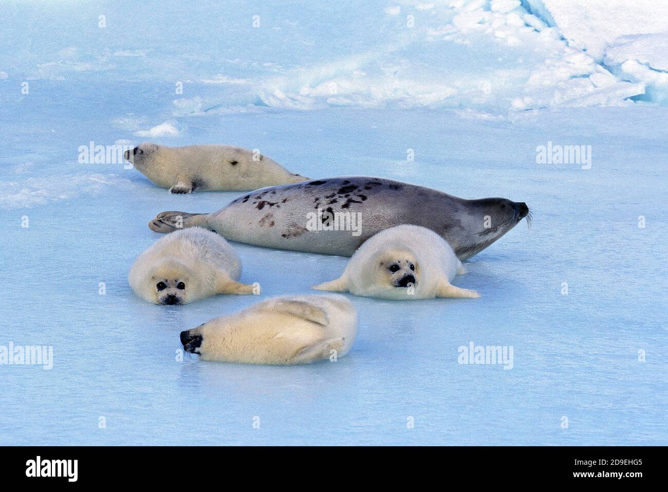 HARP SEAL pagophilus groenlandicus, MOTHER AND PUPS ON ICE FIELD, MAGDALENA ISLAND IN CANADA ...