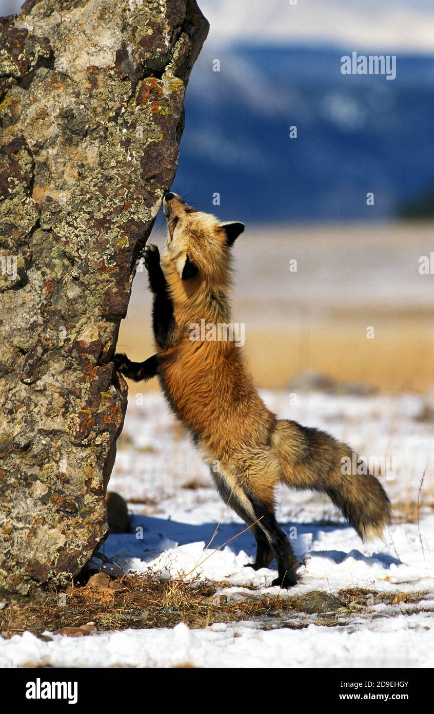 Fox on hind legs hi-res stock photography and images - Alamy