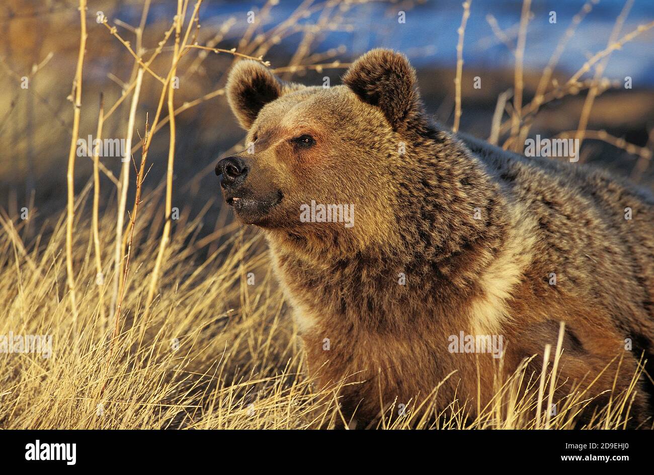 GRIZZLY BEAR ursus arctos horribilis, HEAD OF ADULT, ALASKA Stock Photo ...