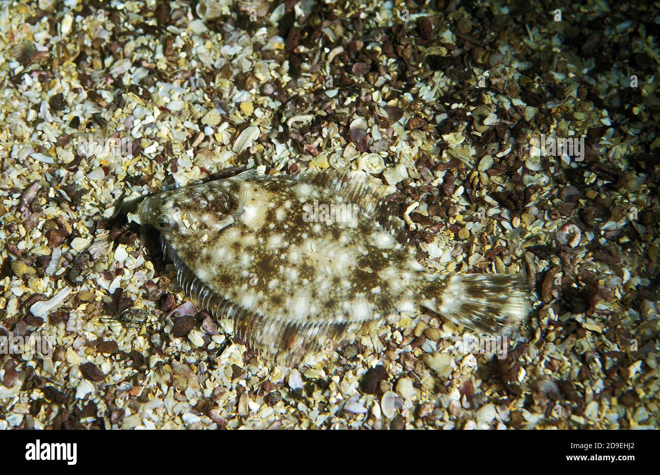 Gravel seabed hi-res stock photography and images - Alamy