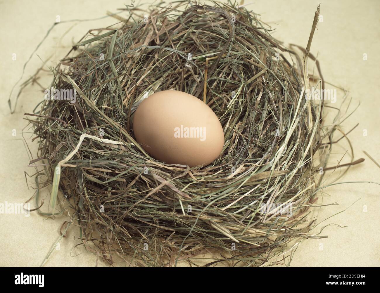 EGG IN NEST Stock Photo - Alamy