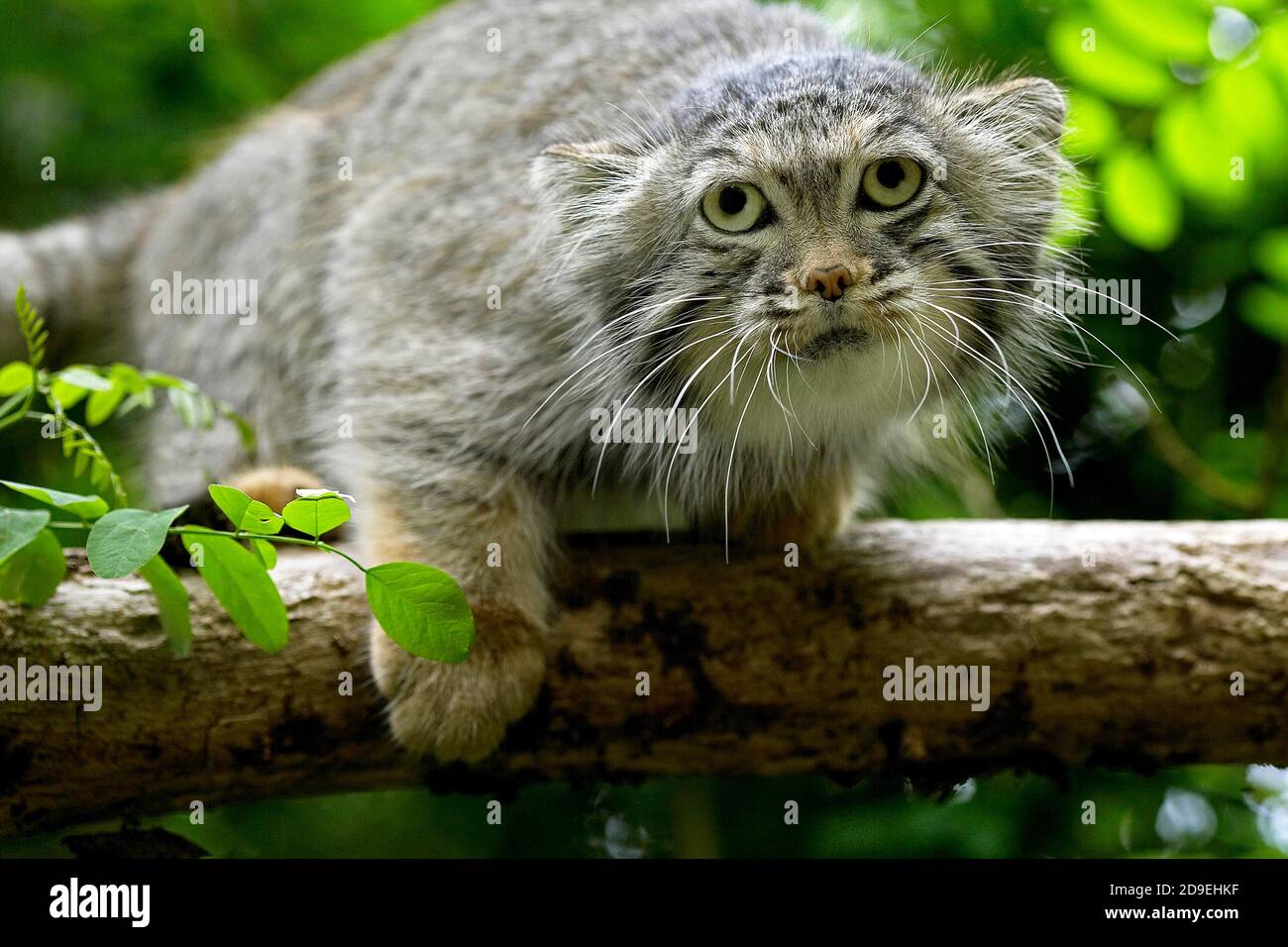 MANUL OR PALLAS'S CAT otocolobus manul, ADULT ON BRANCH Stock Photo - Alamy