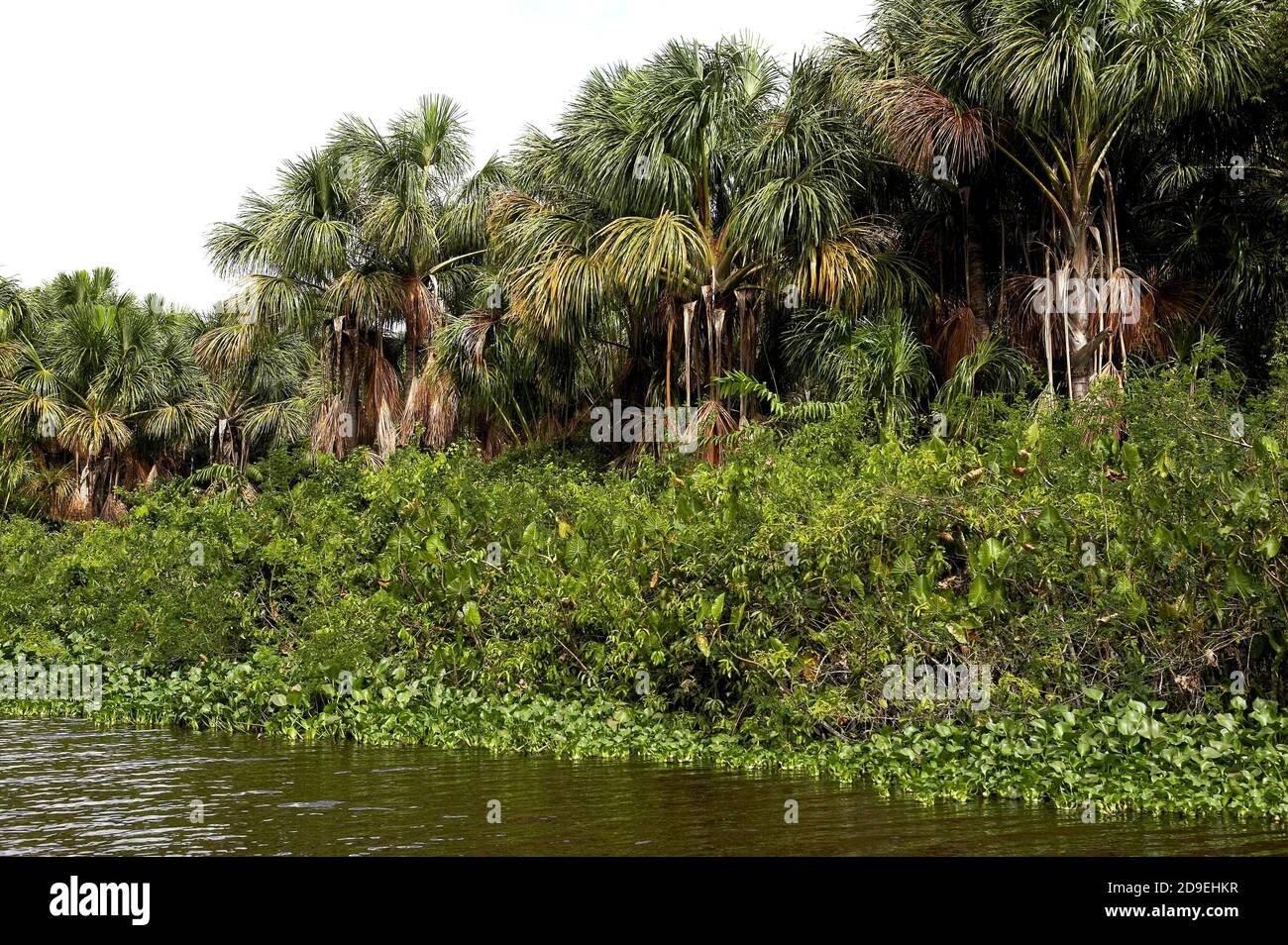 ORINOCO DELTA IN VENEZUELA Stock Photo - Alamy