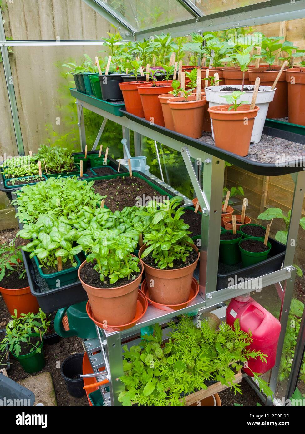 Chilli seedlings tray hi-res stock photography and images - Alamy