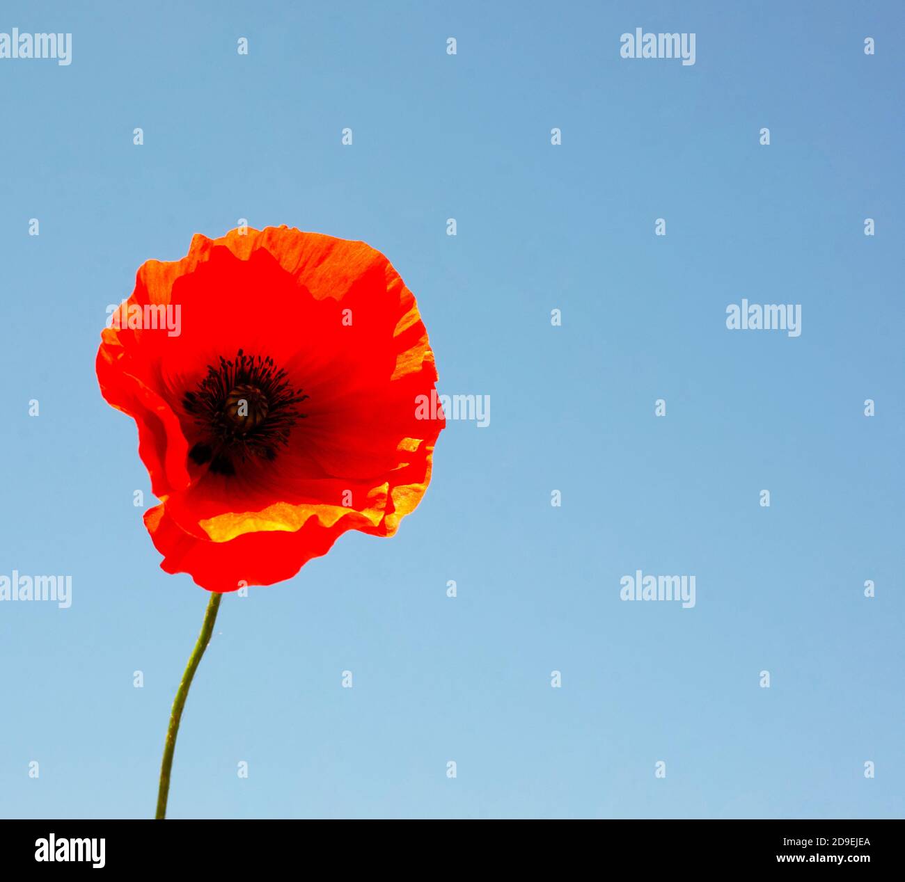 Scarlet Poppy High Resolution Stock Photography and Images - Alamy