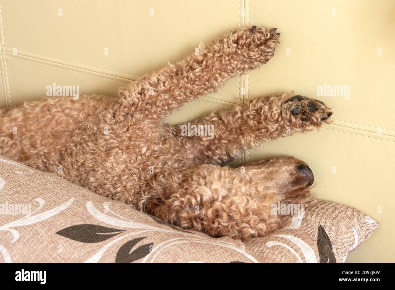 Curly poodle hi-res stock photography and images - Alamy