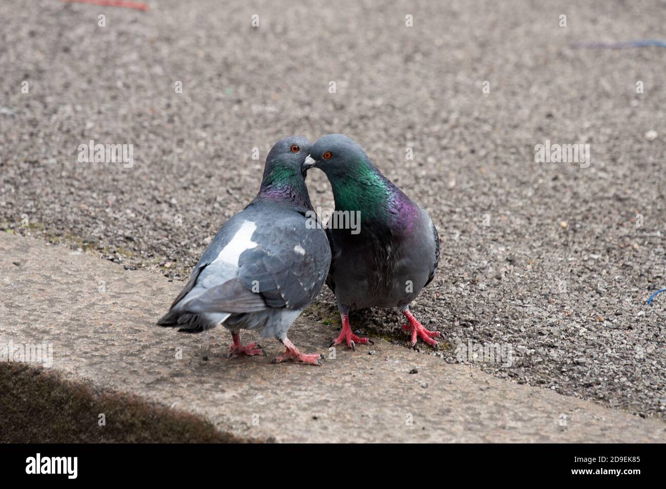 Wood pigeons mating hi-res stock photography and images - Alamy