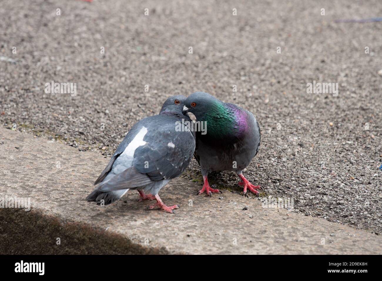 Pigeons mating photo hi-res stock photography and images - Alamy