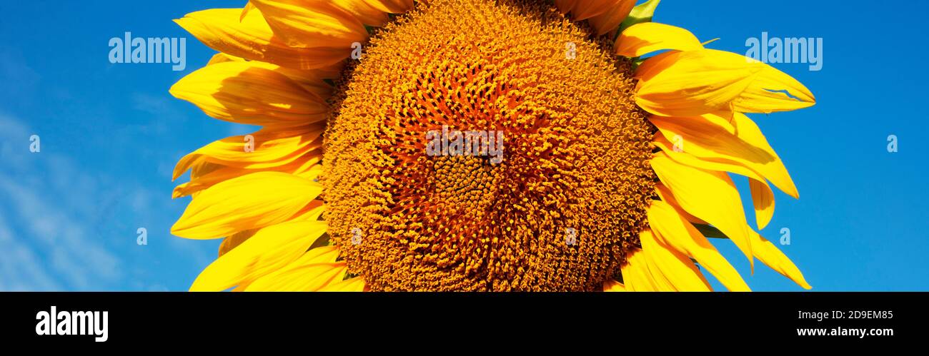 Sunflower head on a blue background. Banner Stock Photo - Alamy