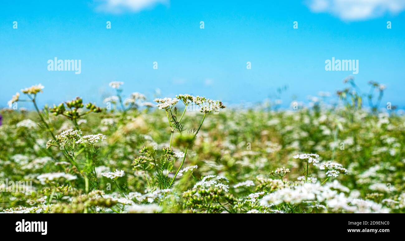 Coriander Field Or Organic Farm High Resolution Stock Photography and ...