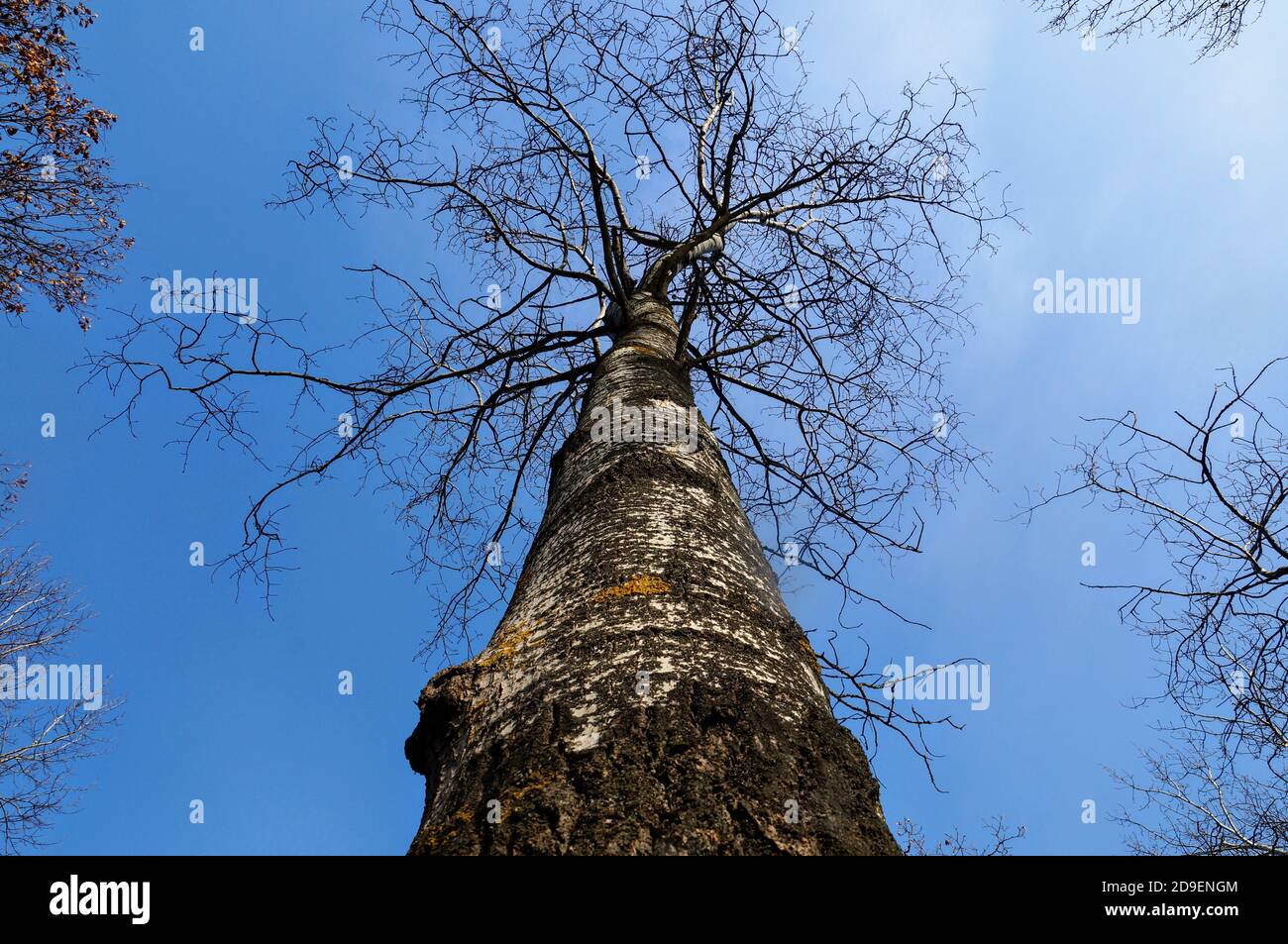 Large birch tree without leaves on the background of the autumn sky ...