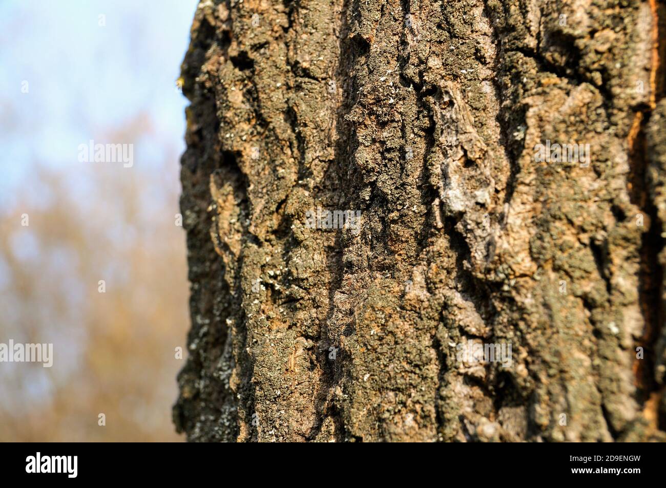 tree bark structure in the foreground Stock Photo - Alamy