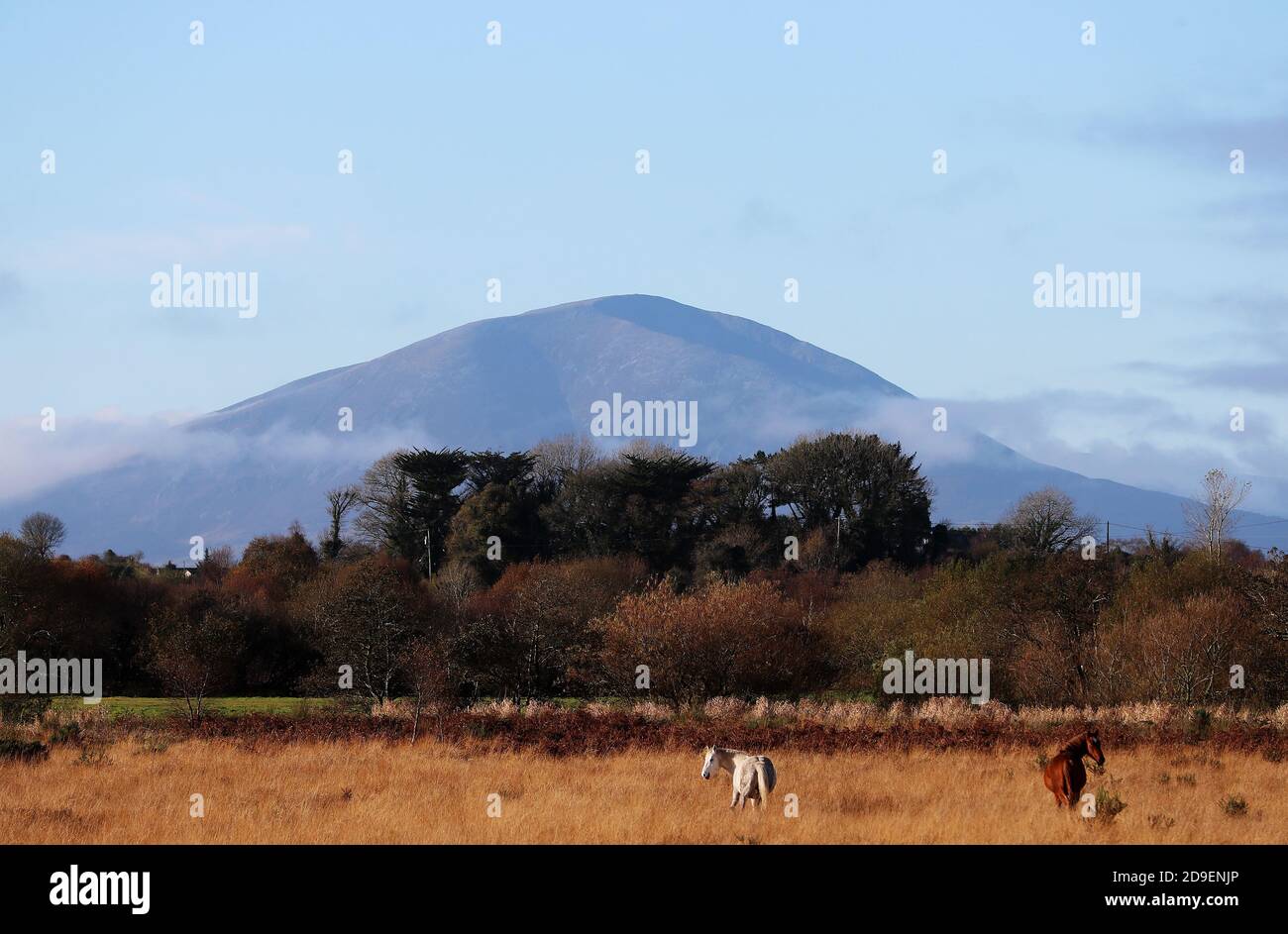 Two horses stand in a field with Mount Nephin in the background just ...