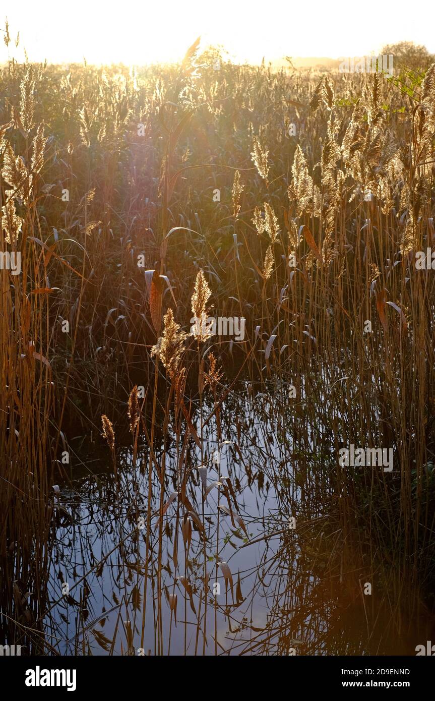 backlit reeds in bright sunlight, holkham nature reserve, north norfolk ...