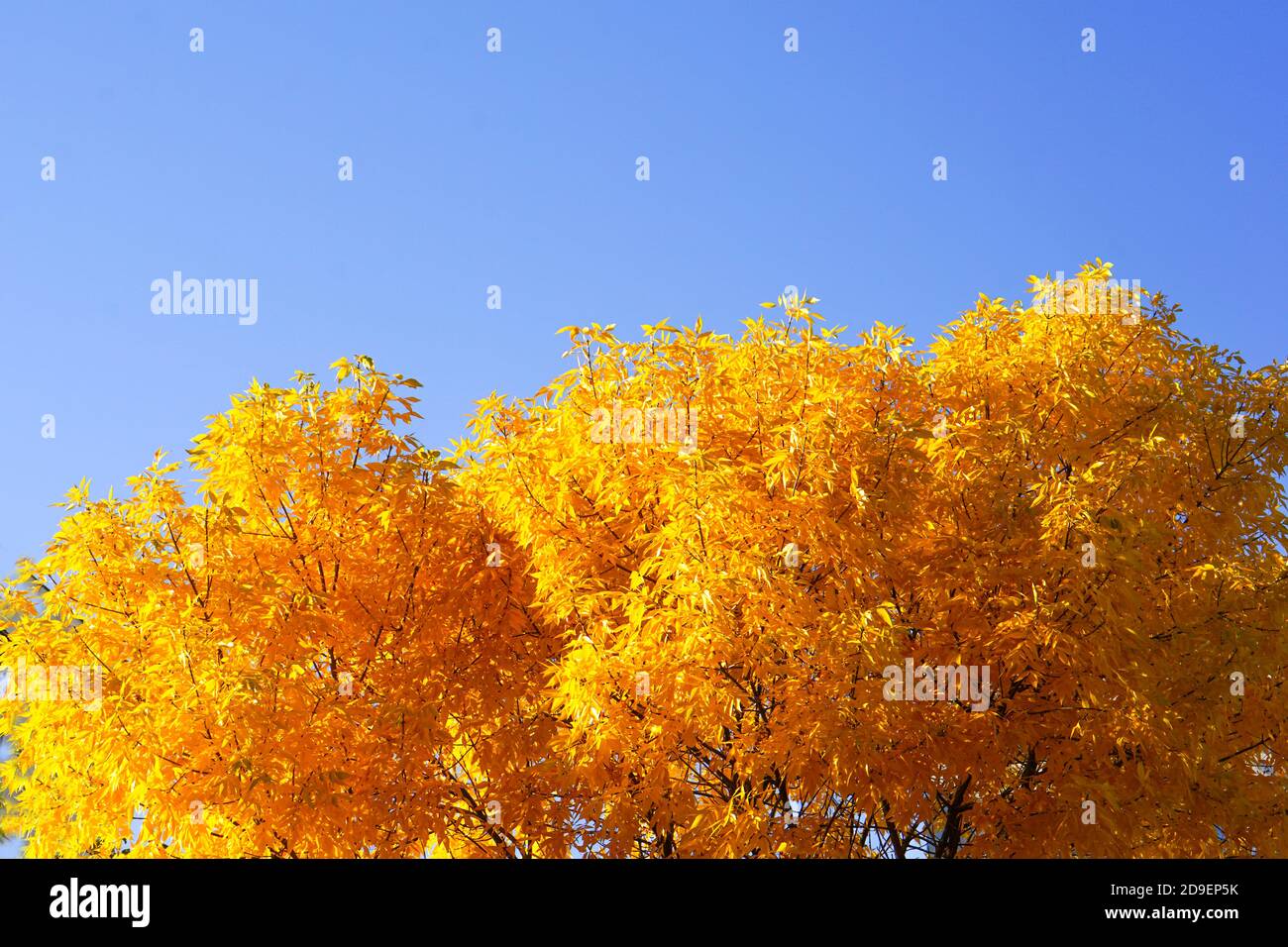 autumn crown of a tree Stock Photo - Alamy
