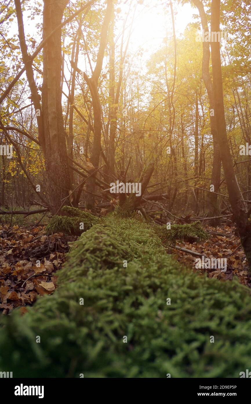 Moss in forest close hi-res stock photography and images - Alamy