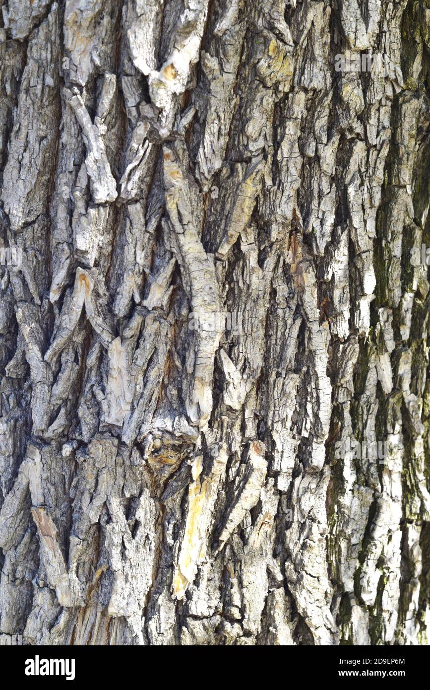 The bark of a thick tree. Texture. Background. Hight quality photo ...