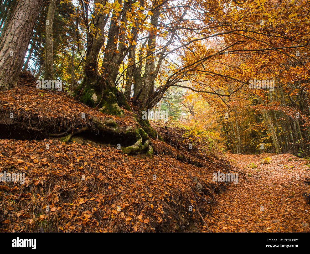 Italy, Tuscany, Florence, the forest in Autumn at the Vallombrosa ...