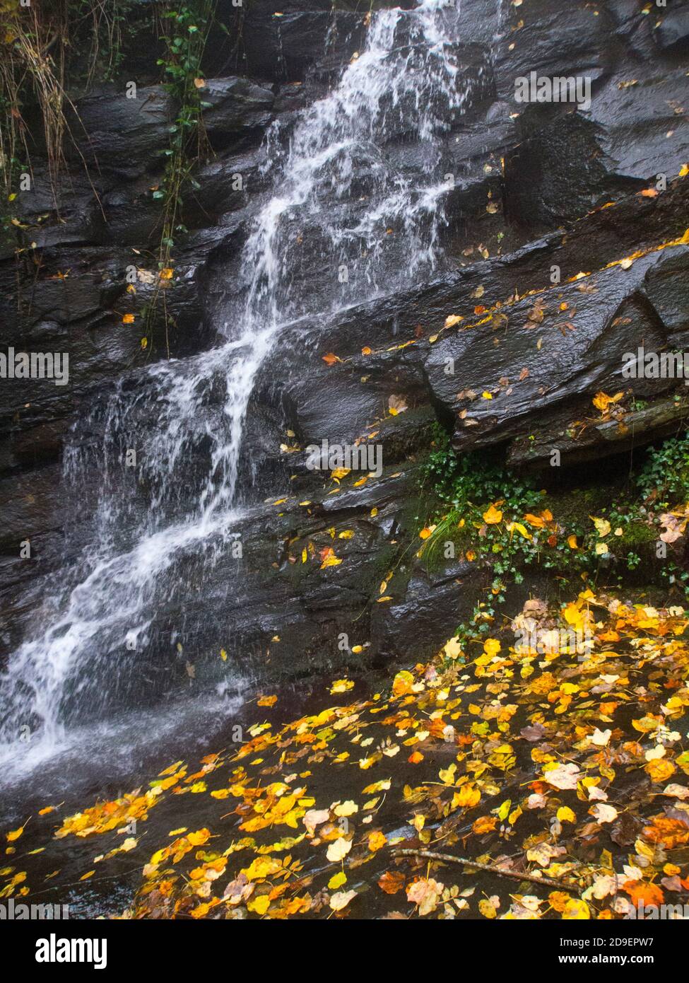 Italy, Tuscany, Florence, the forest in Autumn at the Vallombrosa ...