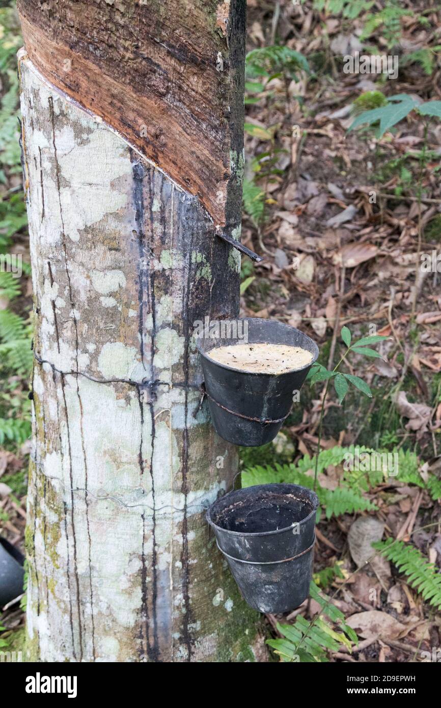 Rubber tree plantation malaysia hi-res stock photography and images - Alamy