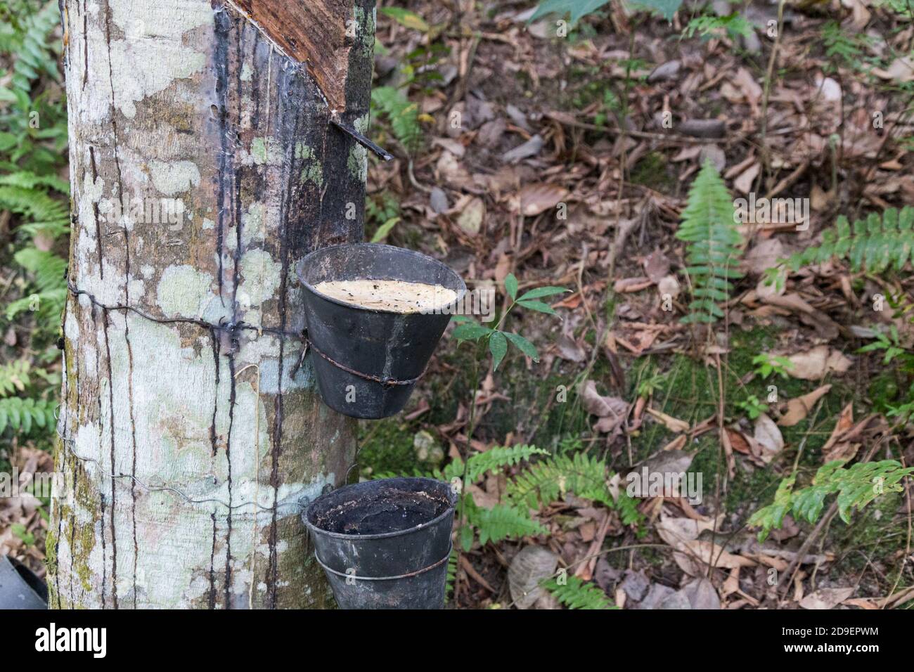Ageing rubber tree with cuts tapped for latex Stock Photo - Alamy