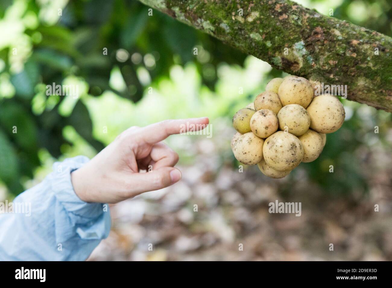 Hand pointing langsat or lanzones fruit on tree in orchard Stock Photo ...