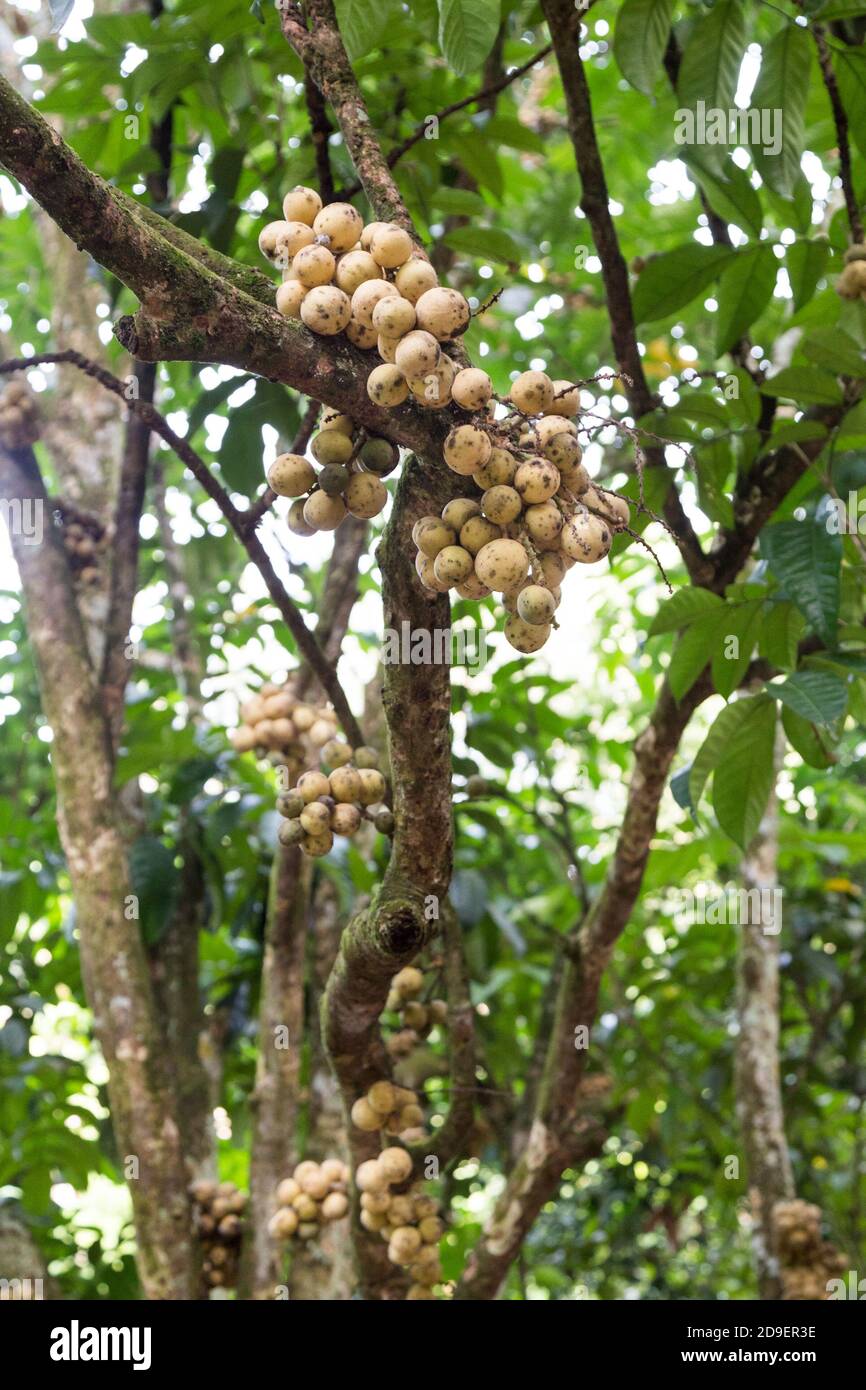 Langsat or lanzones fruit on stem of tree at orchard Stock Photo - Alamy