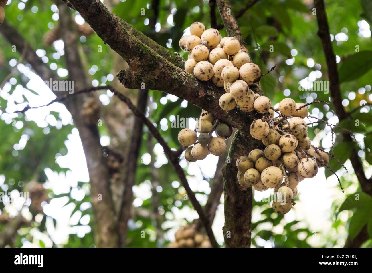 Langsat or lanzones fruit on stem of tree at orchard Stock Photo - Alamy