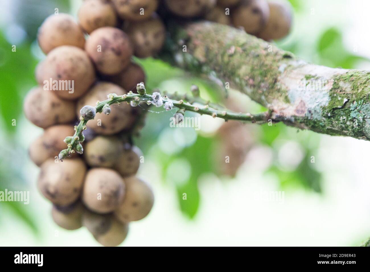 Lanzones hi-res stock photography and images - Alamy