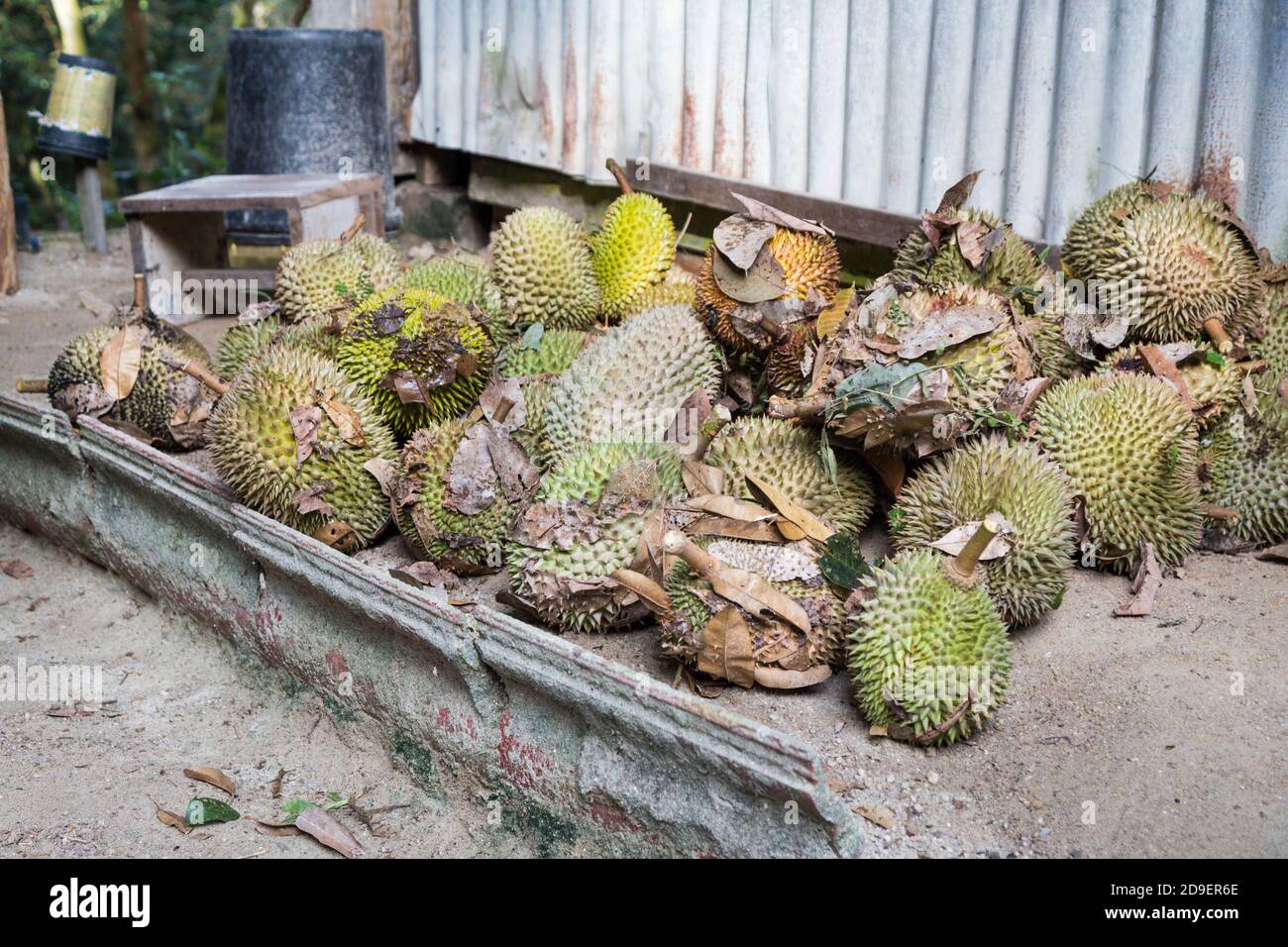 Freshly harvested organic durian at durian plantation before sorting ...